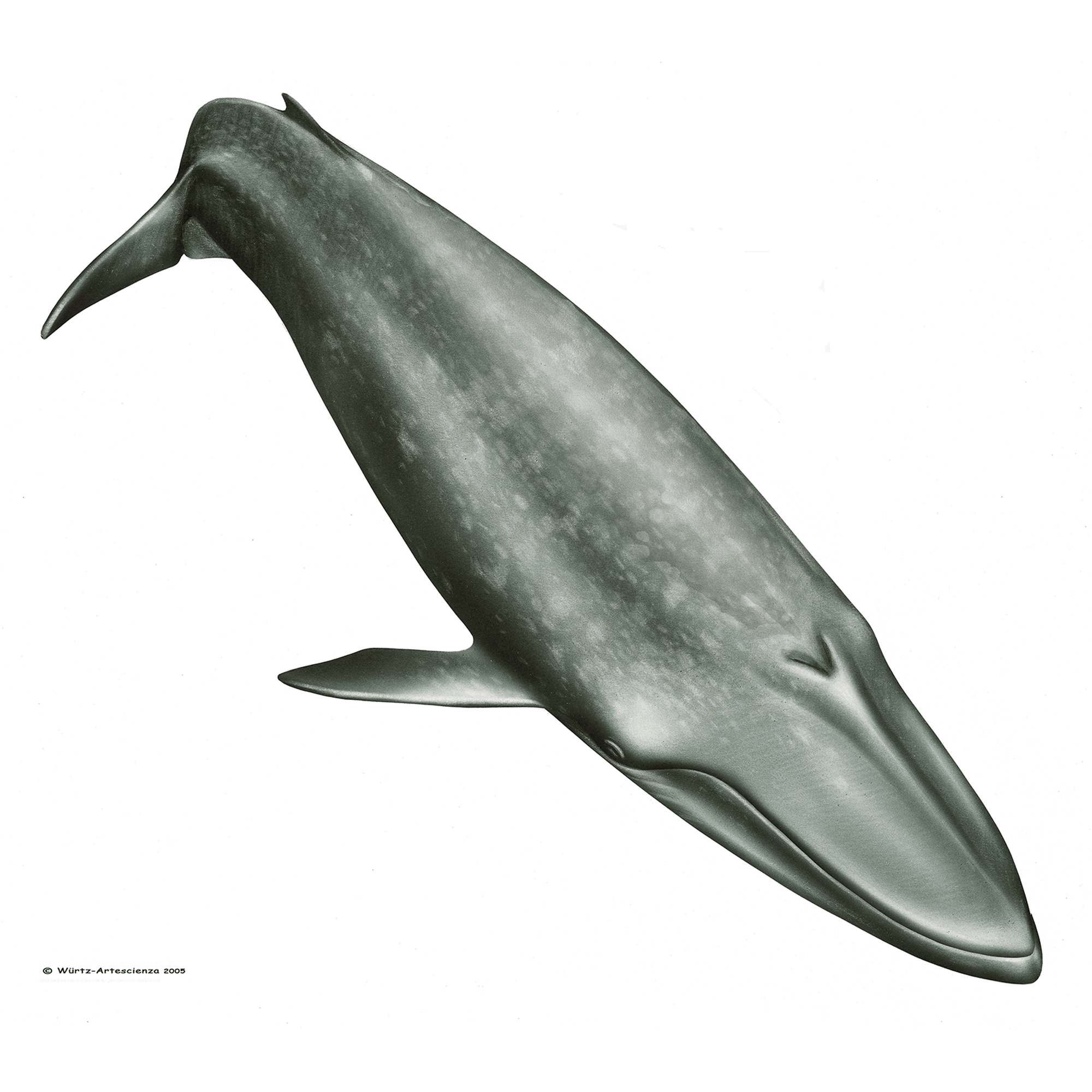 Black And White Blue Whale Blue Whale Frame (balaenoptera Musculus)