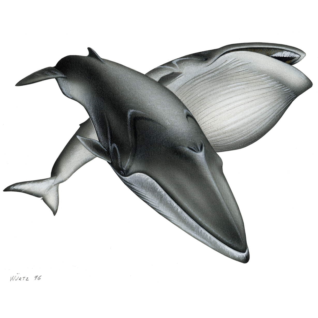 Balaenopteridae Archives - Espaço Talassa