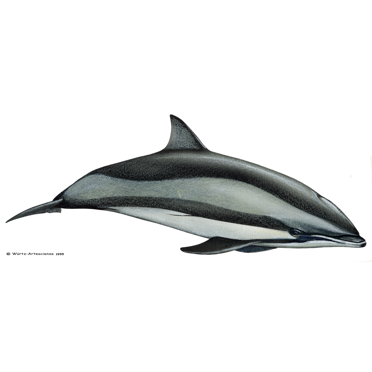 Delphinidae Archives - Espaço Talassa
