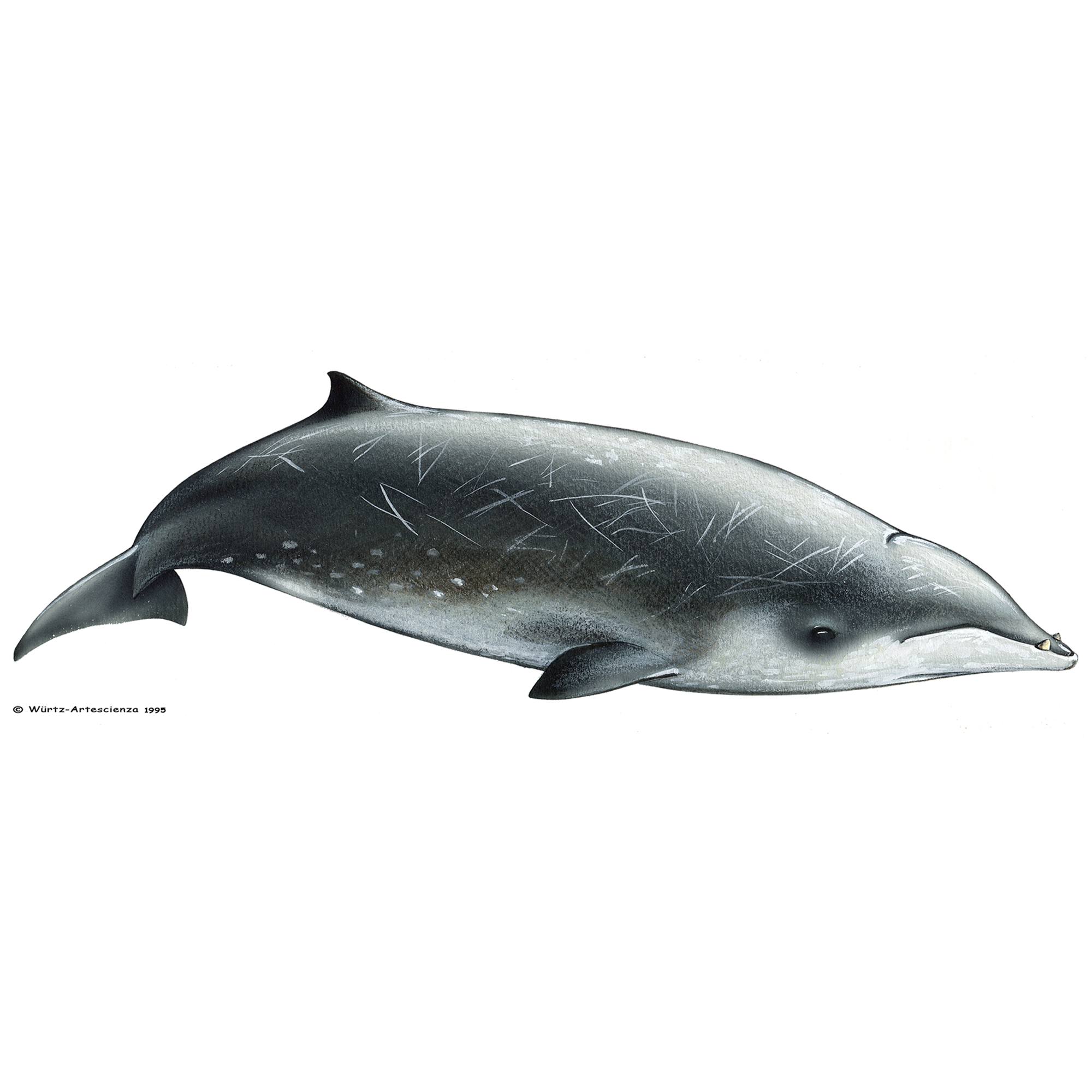 Gervais' beaked whale - Espaço Talassa