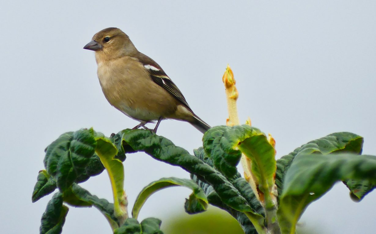 Vogelbeobachtung in Lajes do Pico, Azoren - Espaço Talassa