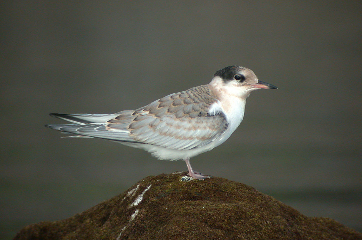 Birds of Pico - Espaço Talassa